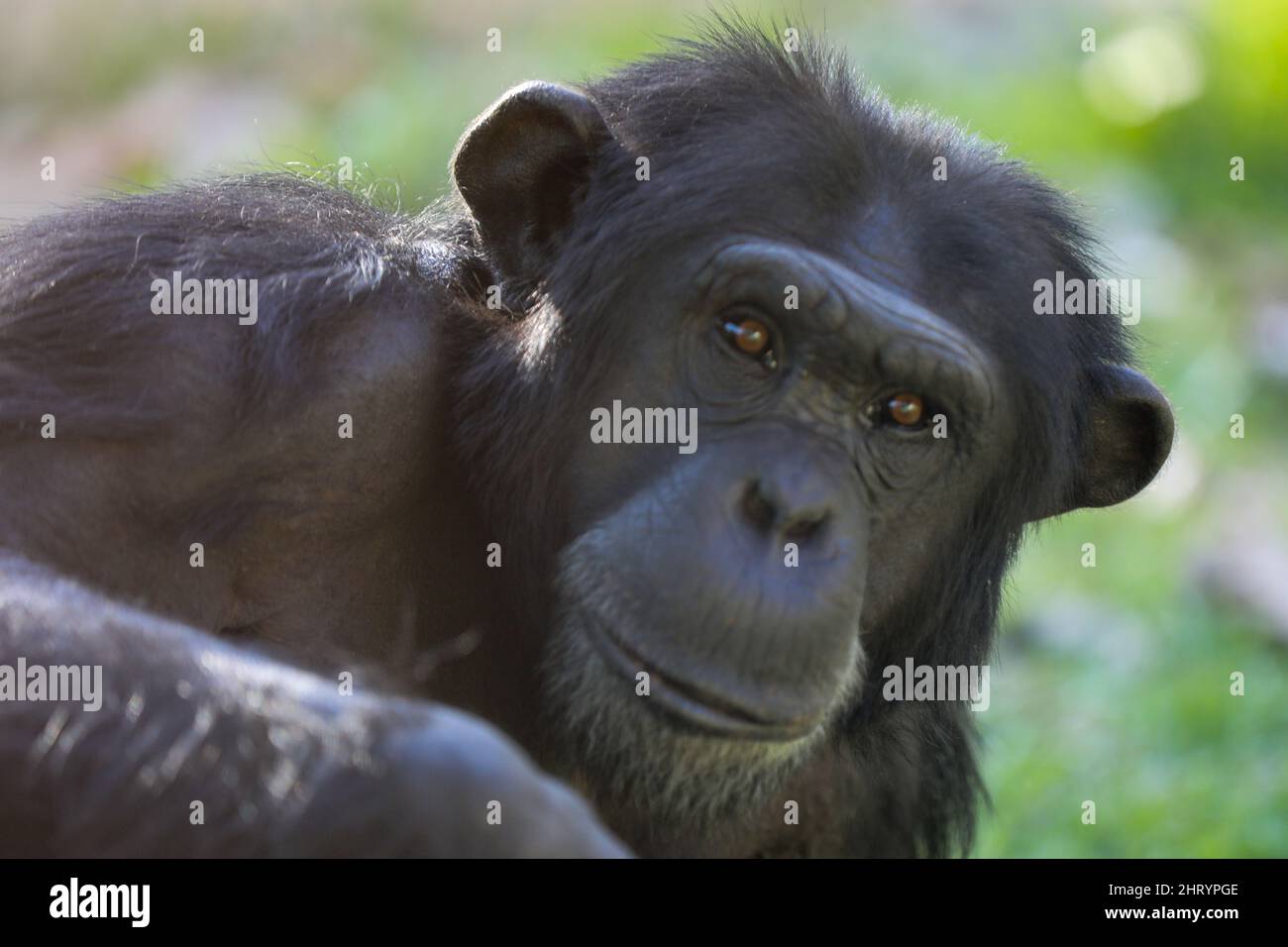 Chimpanzee black monkey sitting on grass Stock Photo - Alamy