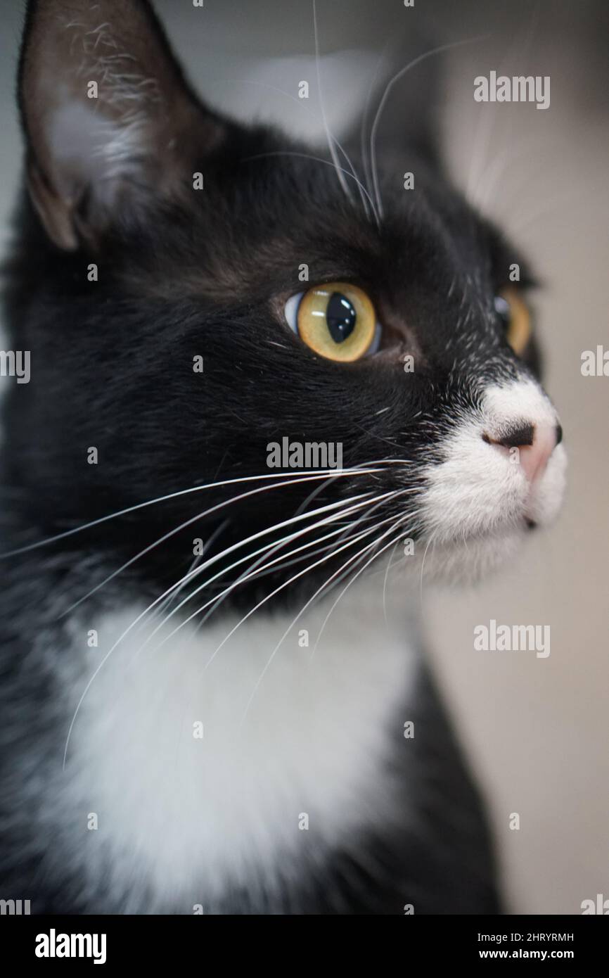 Closeup of a Bicolor cat black and white looking surprisely Stock Photo ...