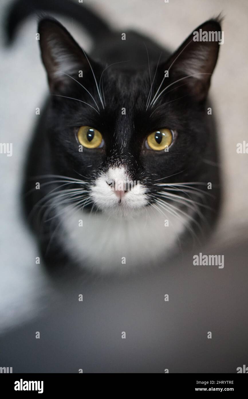 Surprisely hi-res stock photography and images - Alamy