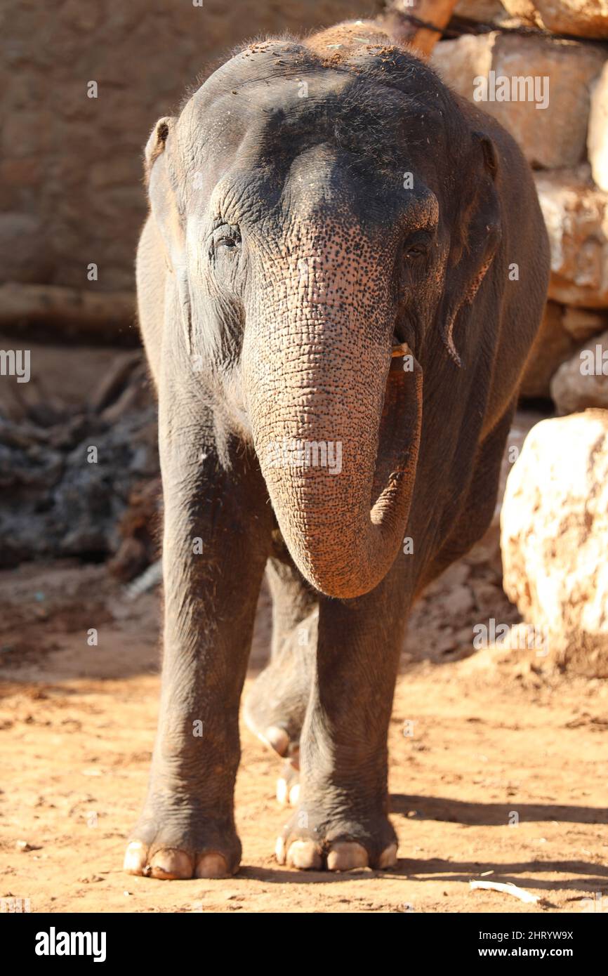 Elephant, African Wildlife Background from Africa The Real Giant from ...