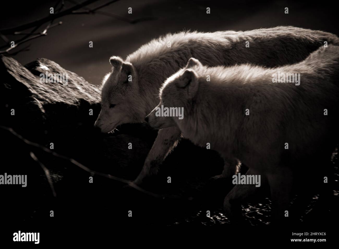 Wolves that was shot hi-res stock photography and images - Alamy