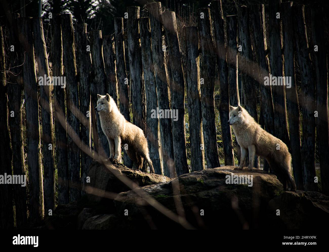 Alaska white wolves hi-res stock photography and images - Alamy
