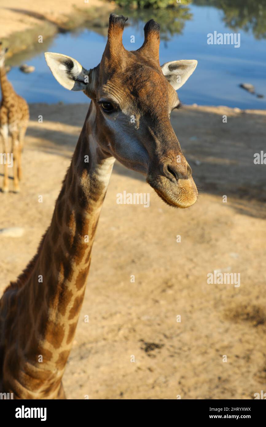 Jiraf hi-res stock photography and images - Alamy