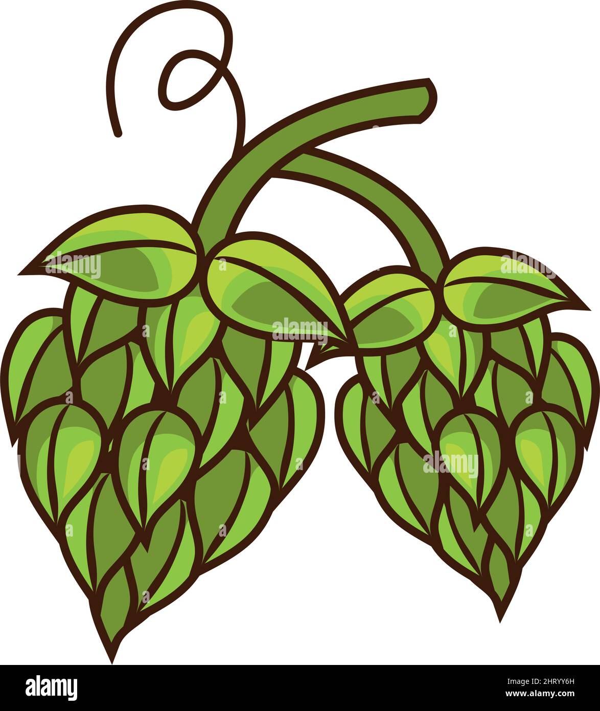 green hops seeds Stock Vector Image & Art - Alamy