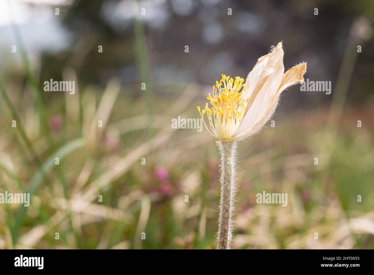 Dead petals hi-res stock photography and images - Alamy
