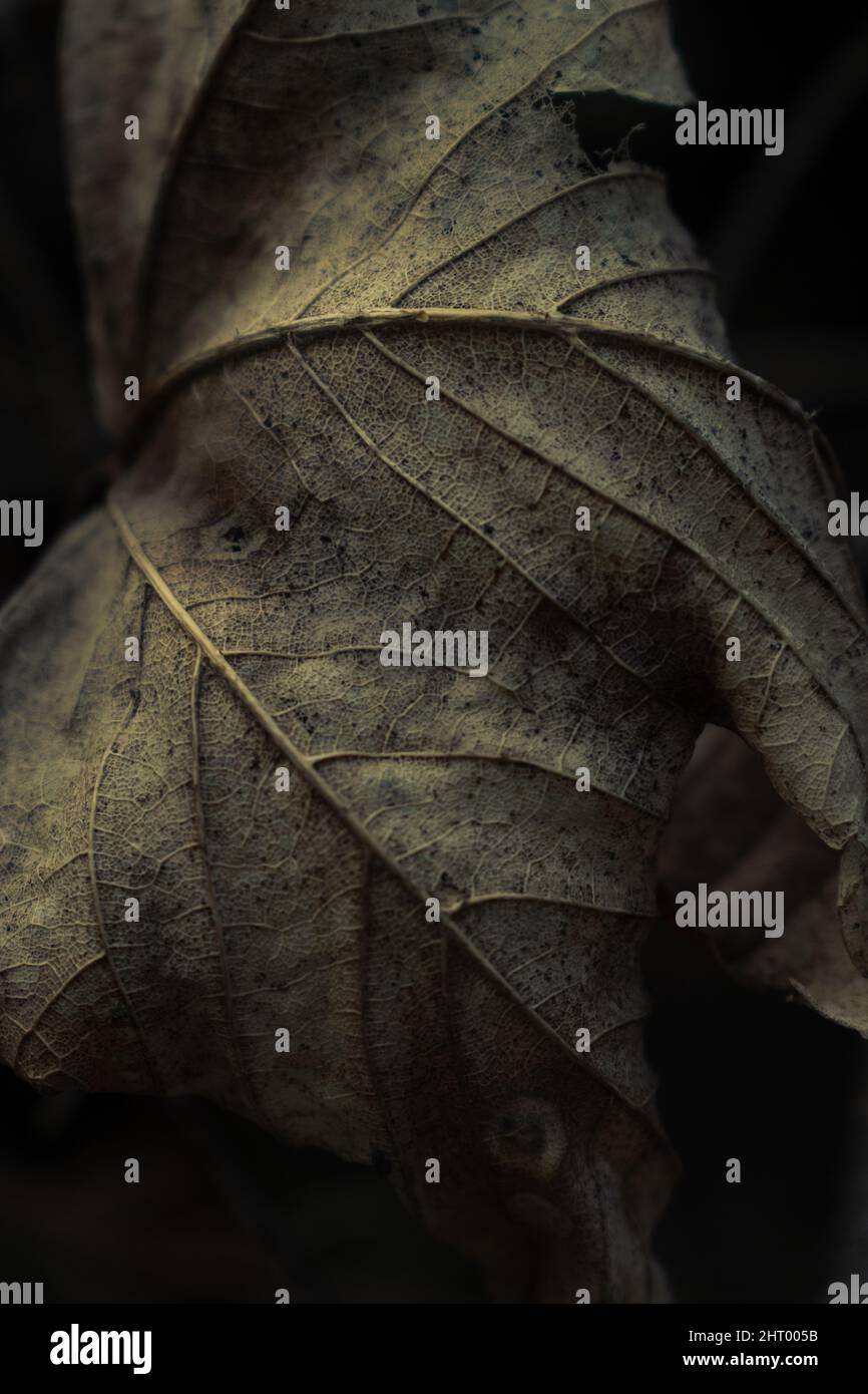 Dried up crumpled leaf hi-res stock photography and images - Alamy