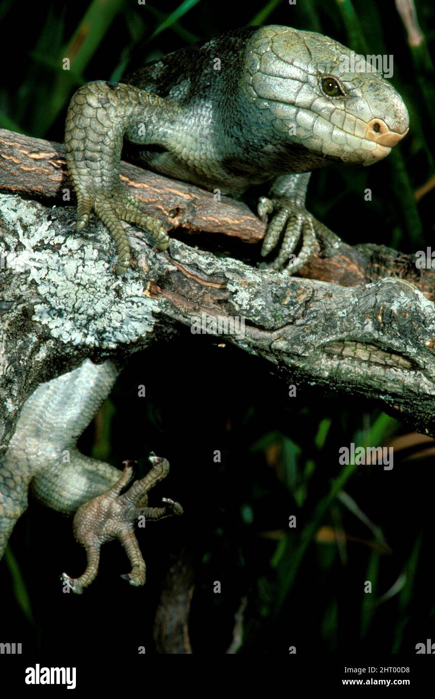 Solomon Island skink (Corucia zebrata), in tree, showing the long and ...