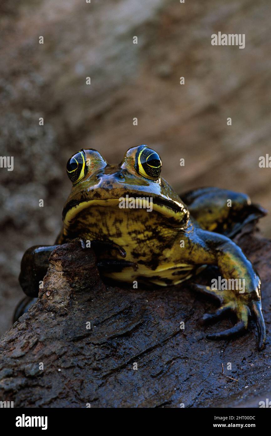 River frog (Lithobates heckscheri), portrait. Florida, USA Stock Photo ...