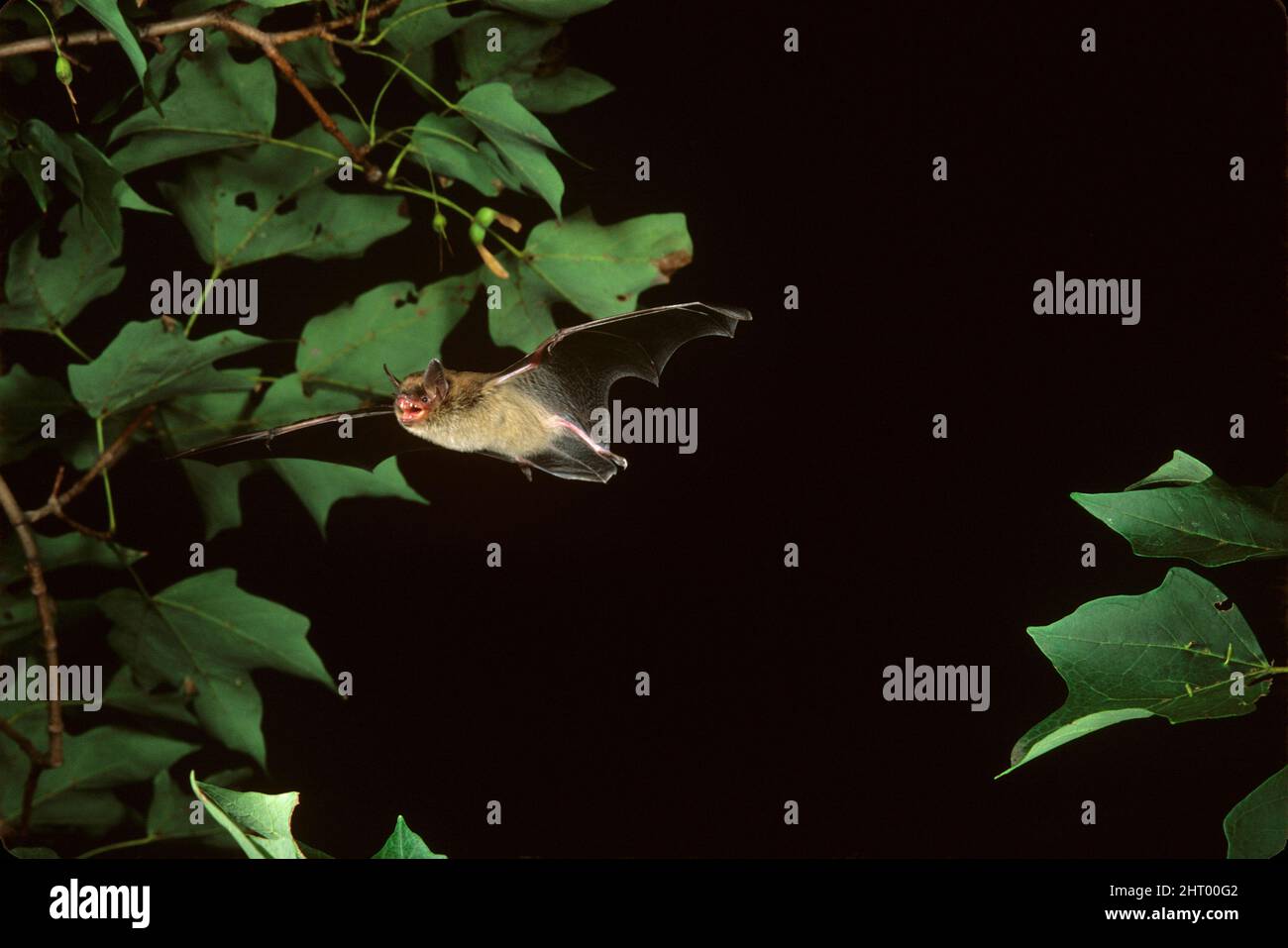 Little brown bat (Myotis lucifugus), in flight at night. Pennsylvania ...