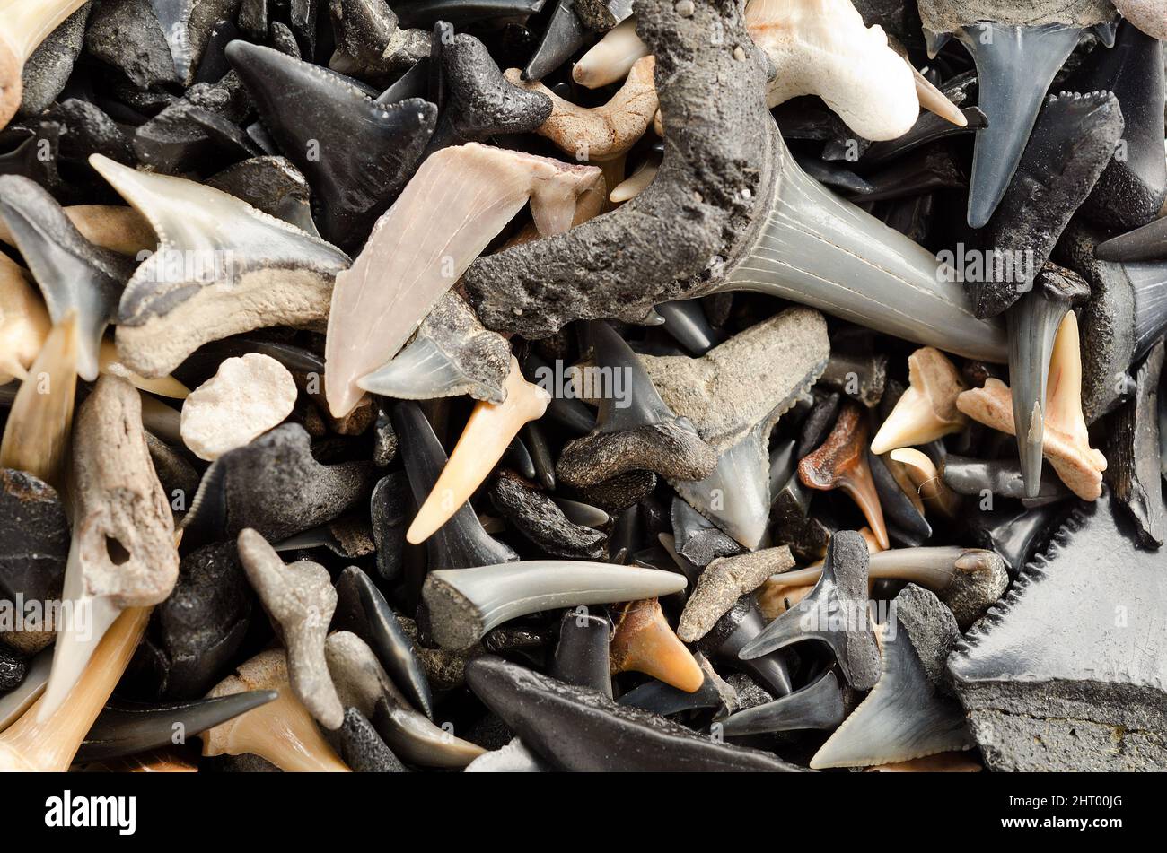 Top view of a stack of big and small colorful shark teeth Stock Photo ...