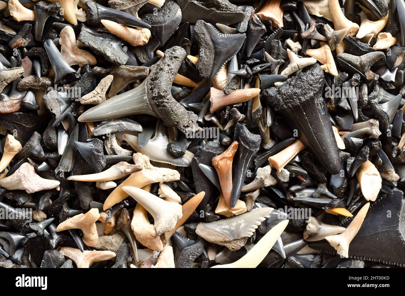 A top view of a stack of teeth of sharks Stock Photo - Alamy