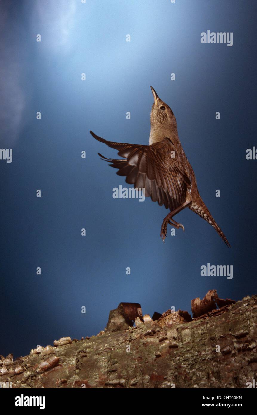 Brown throated housed wren hi-res stock photography and images - Alamy