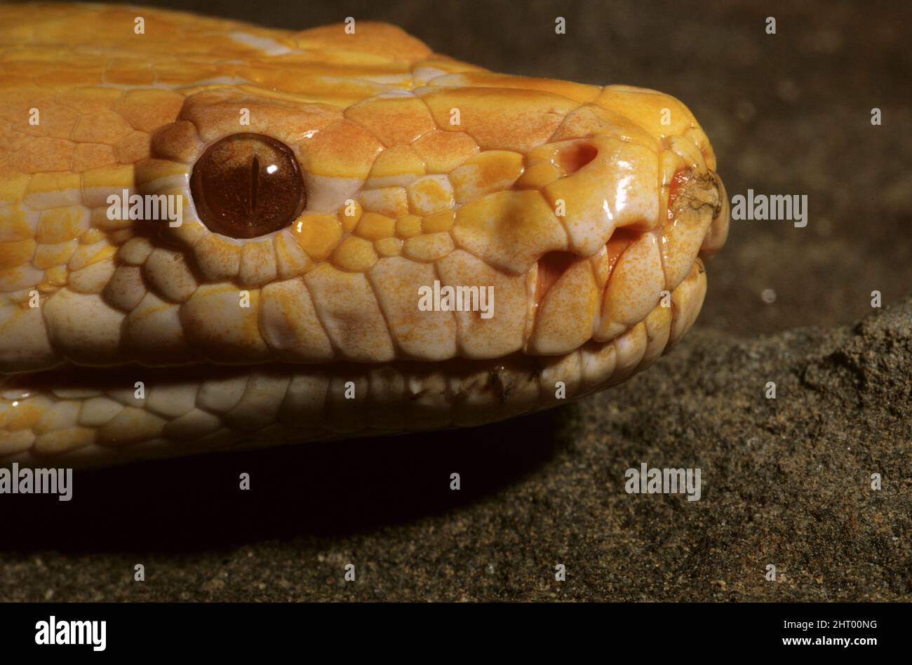 Burmese python (Python bivittatus), a leucistic or albino morph ...