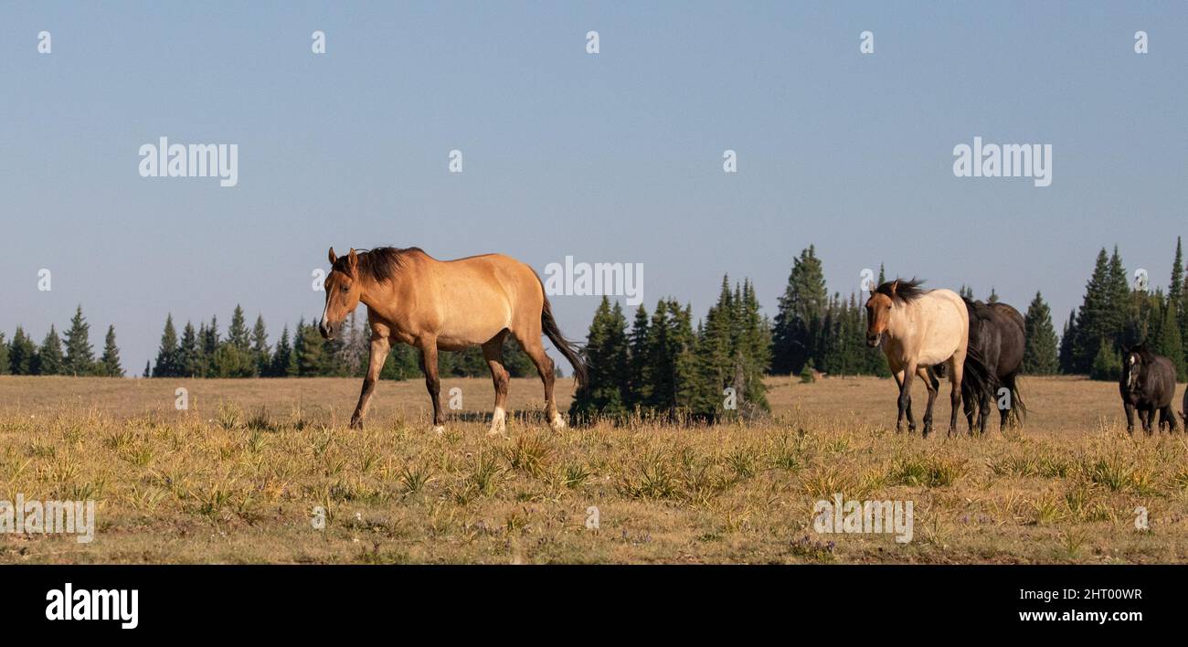 Black mustang star hi-res stock photography and images - Alamy