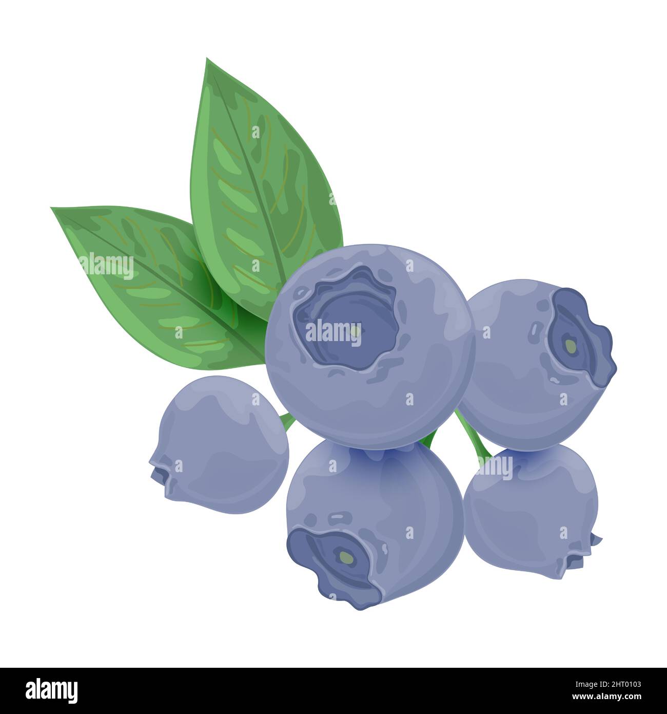 A branch fresh Blueberries. Blueberry with green leaves isolated on white background. Vector ...