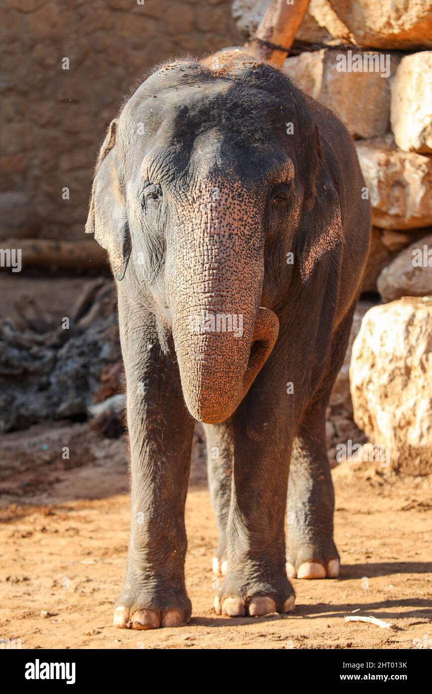 Elephant, African Wildlife Background from Africa The Real Giant from ...