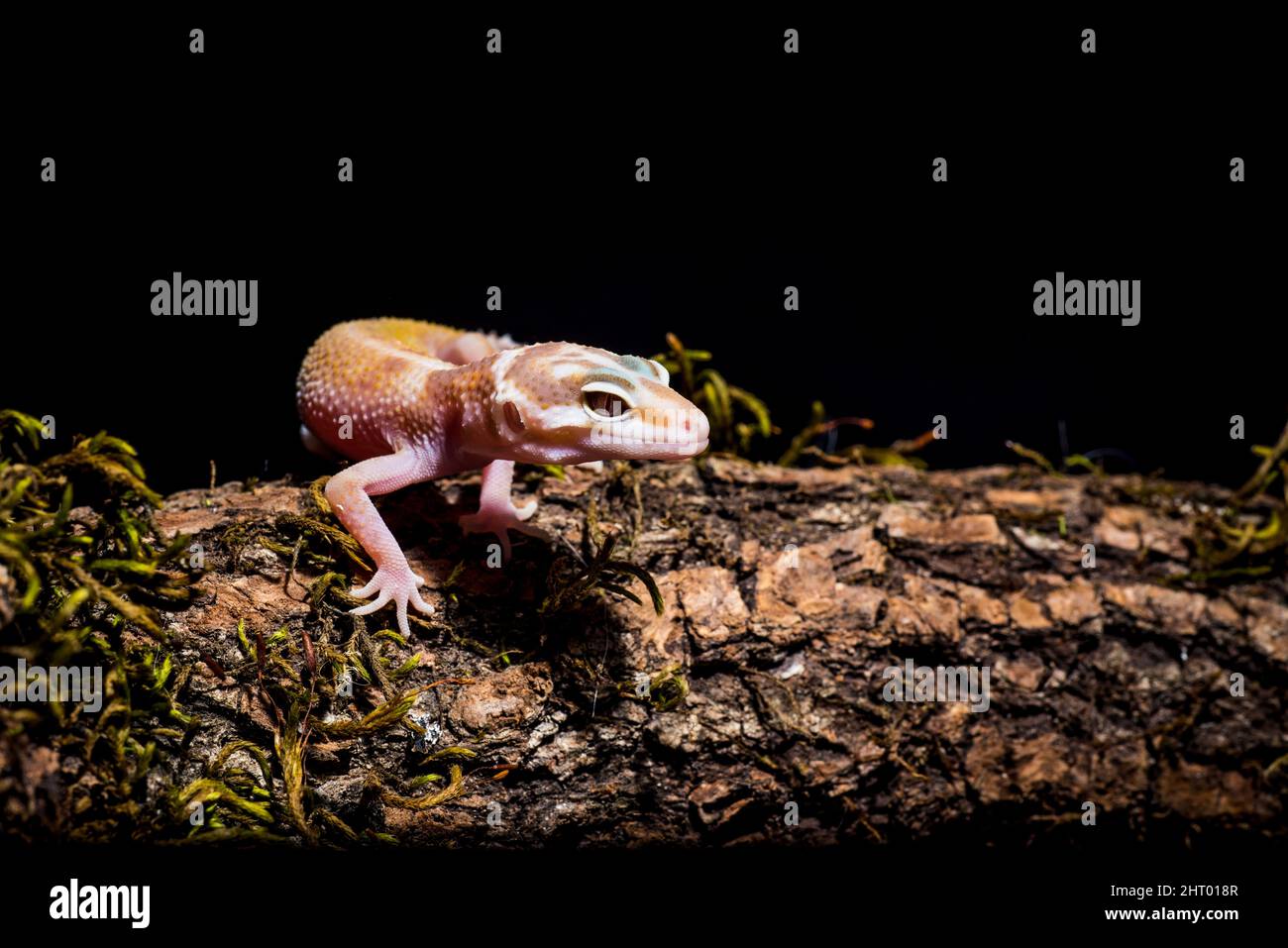 Close up leopard gecko skin hi-res stock photography and images - Alamy