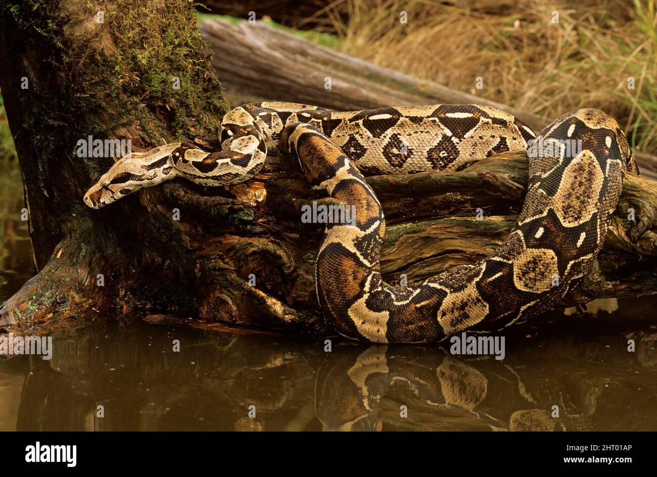 Boa constrictor (Boa constrictor), at river’s edge. Brazil Stock Photo ...