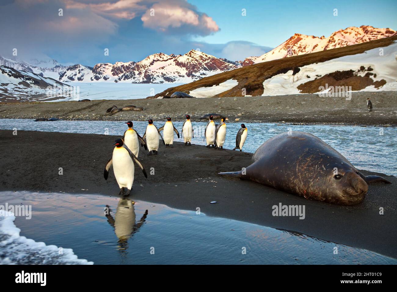 Beautiful view of a line of king penguins next to a Southern elephant ...