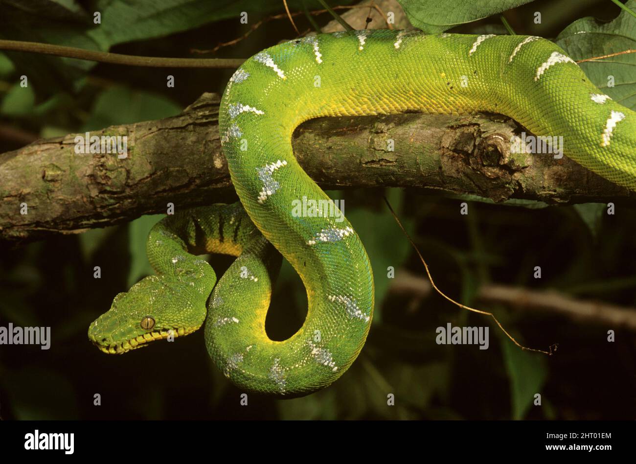 Boa constrictor and teeth hi-res stock photography and images - Alamy