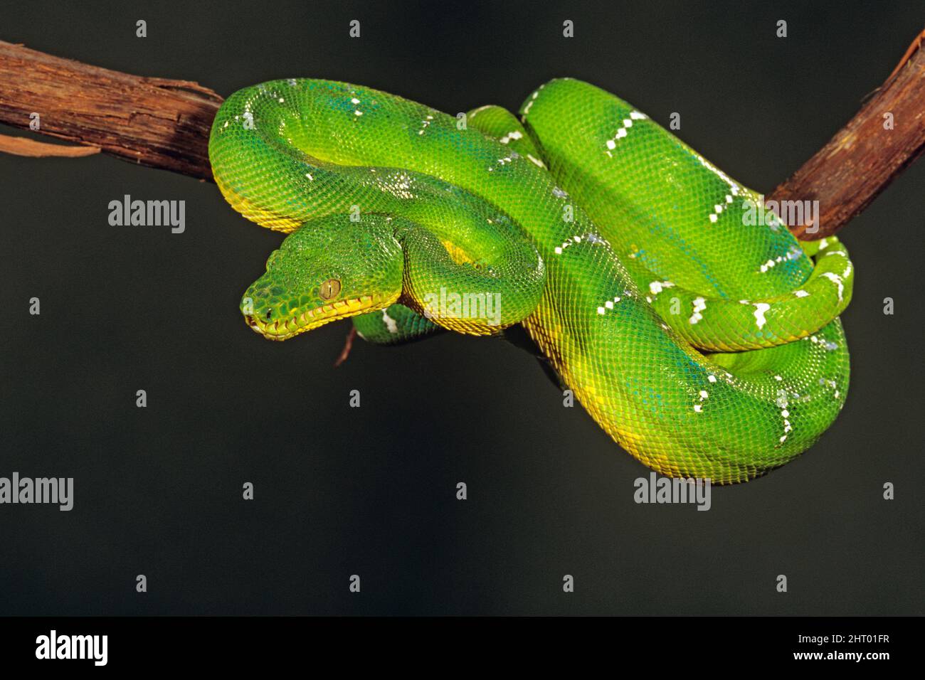 Emerald tree boa (Corallus caninus), like all boas, swallows prey whole ...