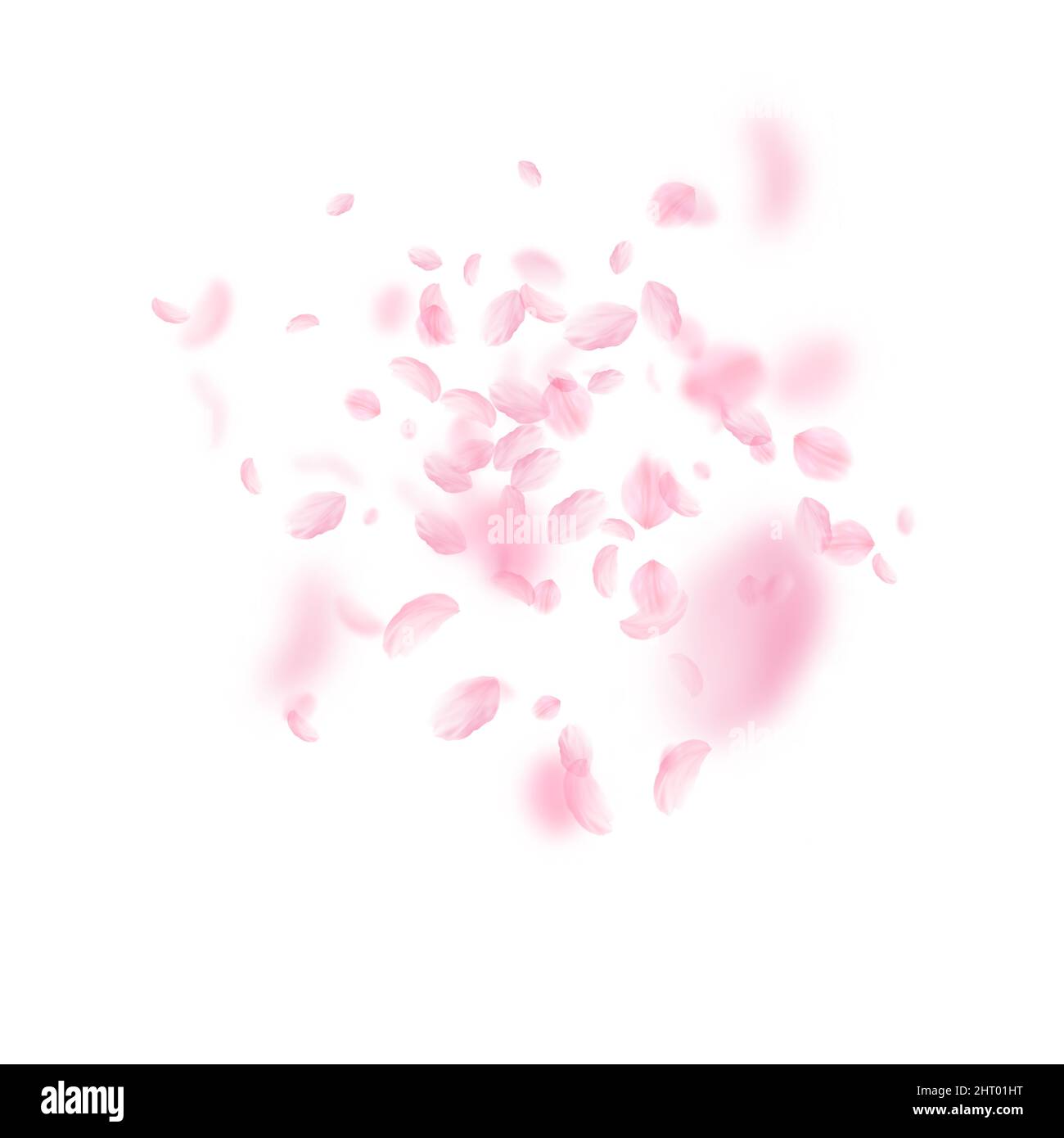 Sakura petals falling down. Romantic pink flowers explosion. Flying ...