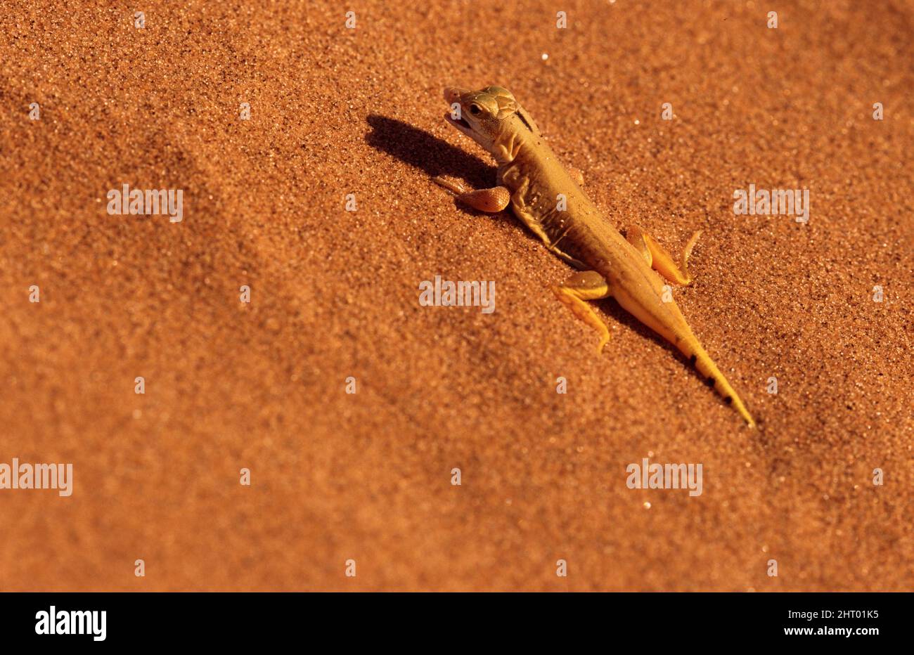 Meroles hi-res stock photography and images - Alamy