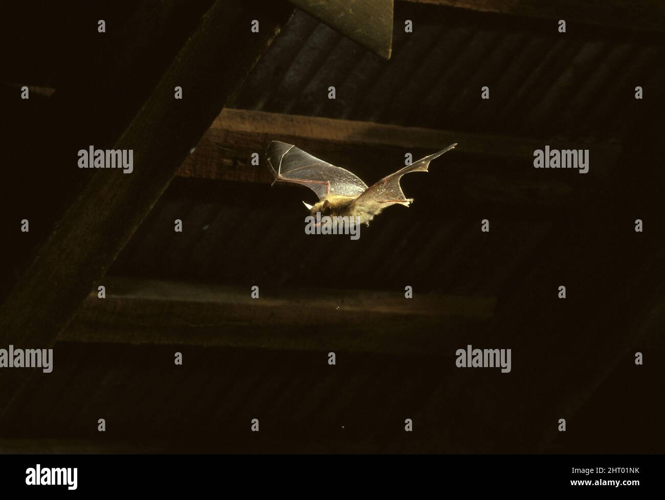 Little brown bat (Myotis lucifugus), in flight at night. USA Stock ...