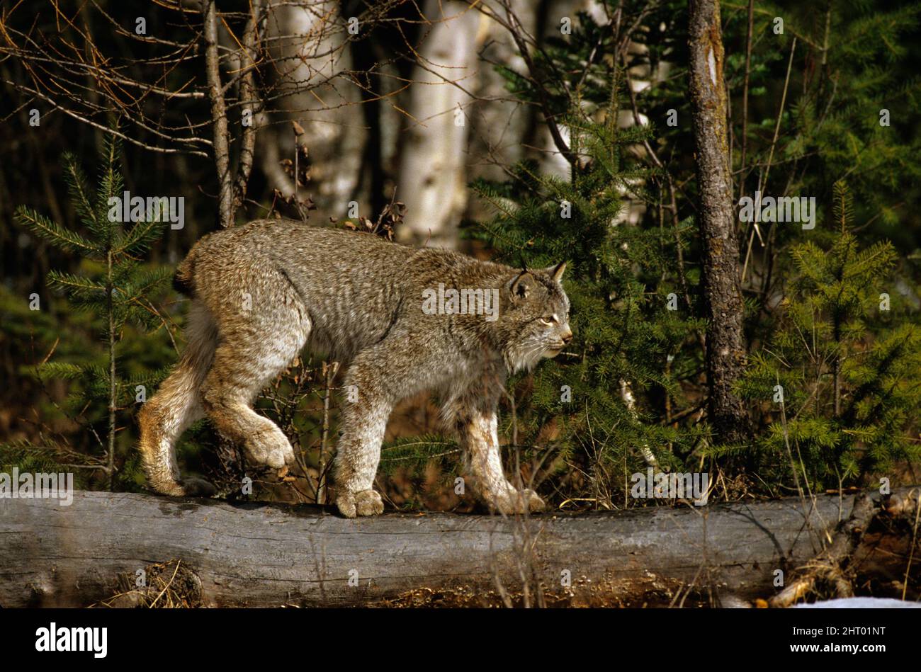 Felis canadensis hi-res stock photography and images - Alamy