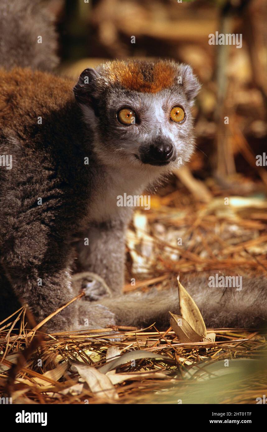 Crowned lemur (Eulemur coronatus), Madagascar Stock Photo - Alamy