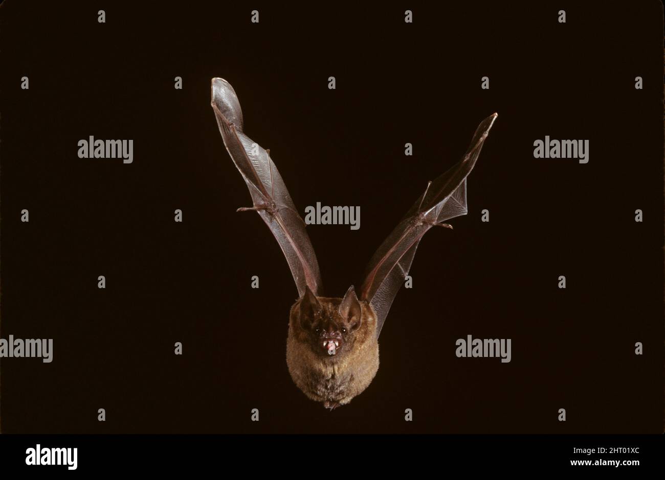 Seba’s short-tailed bat (Carollia perspicillata), flying, front view ...