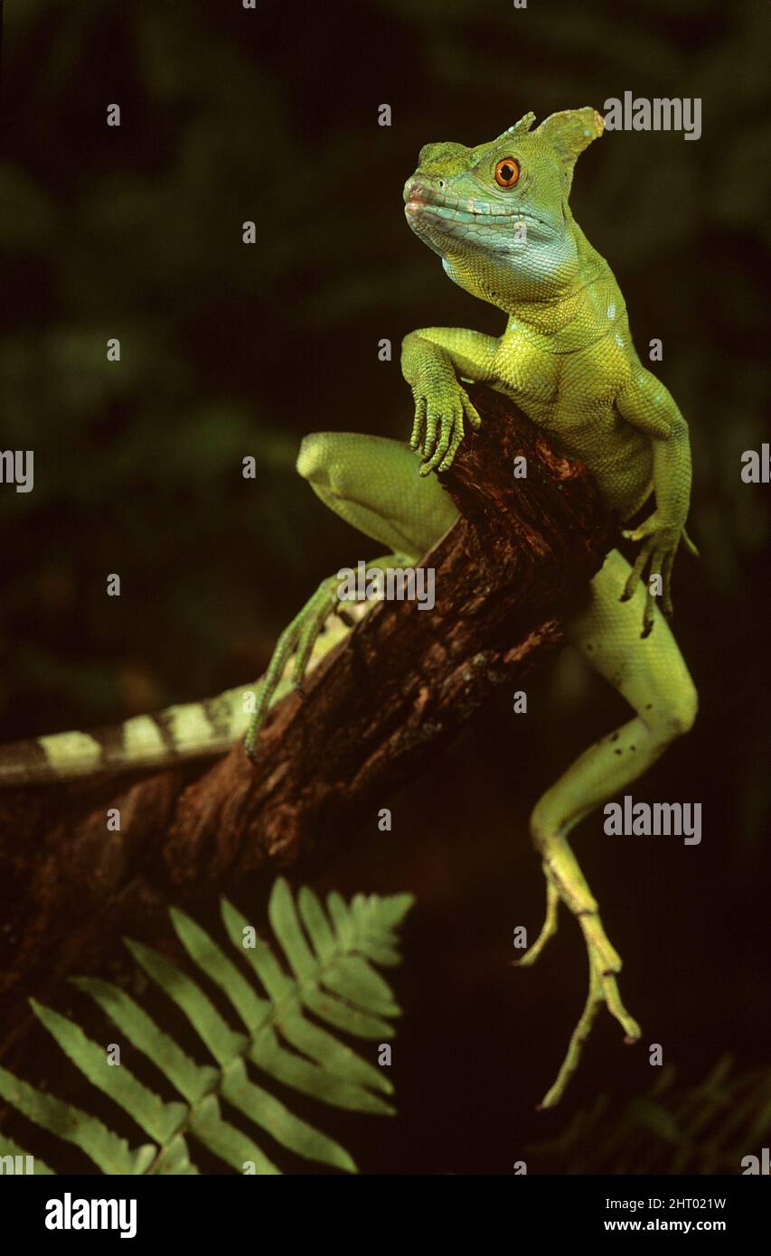 Plumed tail hi-res stock photography and images - Alamy