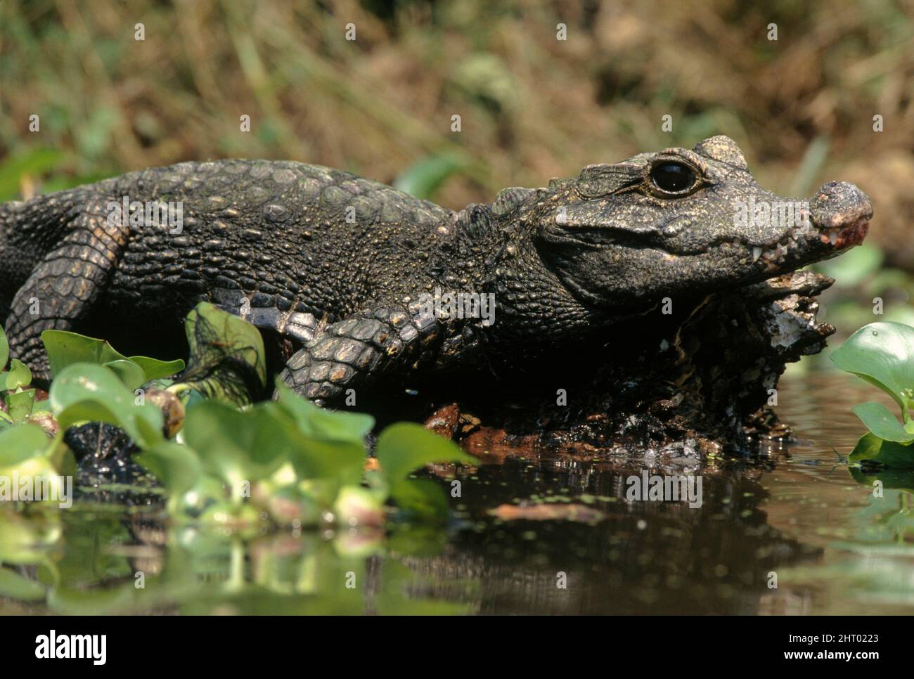 Dwarf crocodile (Osteolaemus tetraspis), Origin: Sierra Leone, Guinea ...