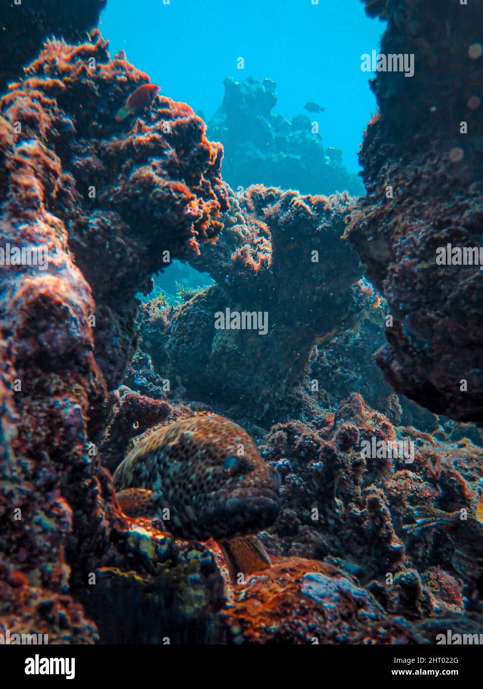An underwater scene with coral reef Stock Photo - Alamy