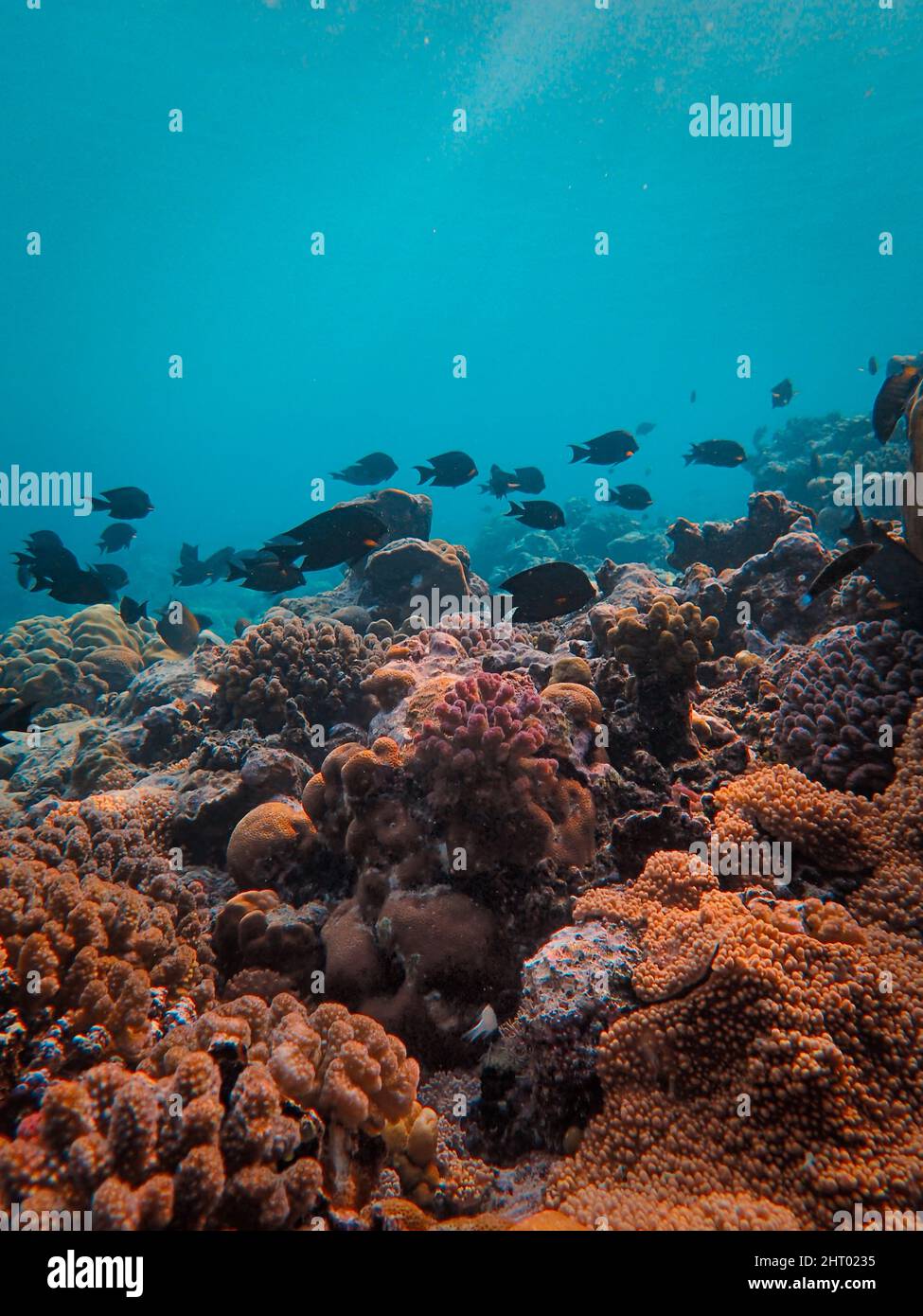 Underwater scene with coral reef and tropical fish Stock Photo - Alamy