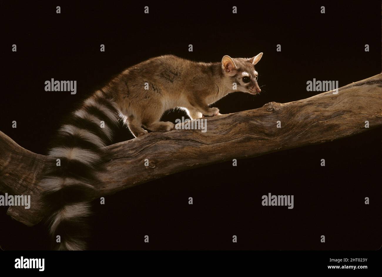 Ringtail cat hi-res stock photography and images - Alamy