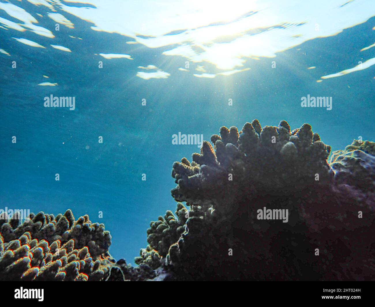 Underwater scene with coral reef Stock Photo - Alamy