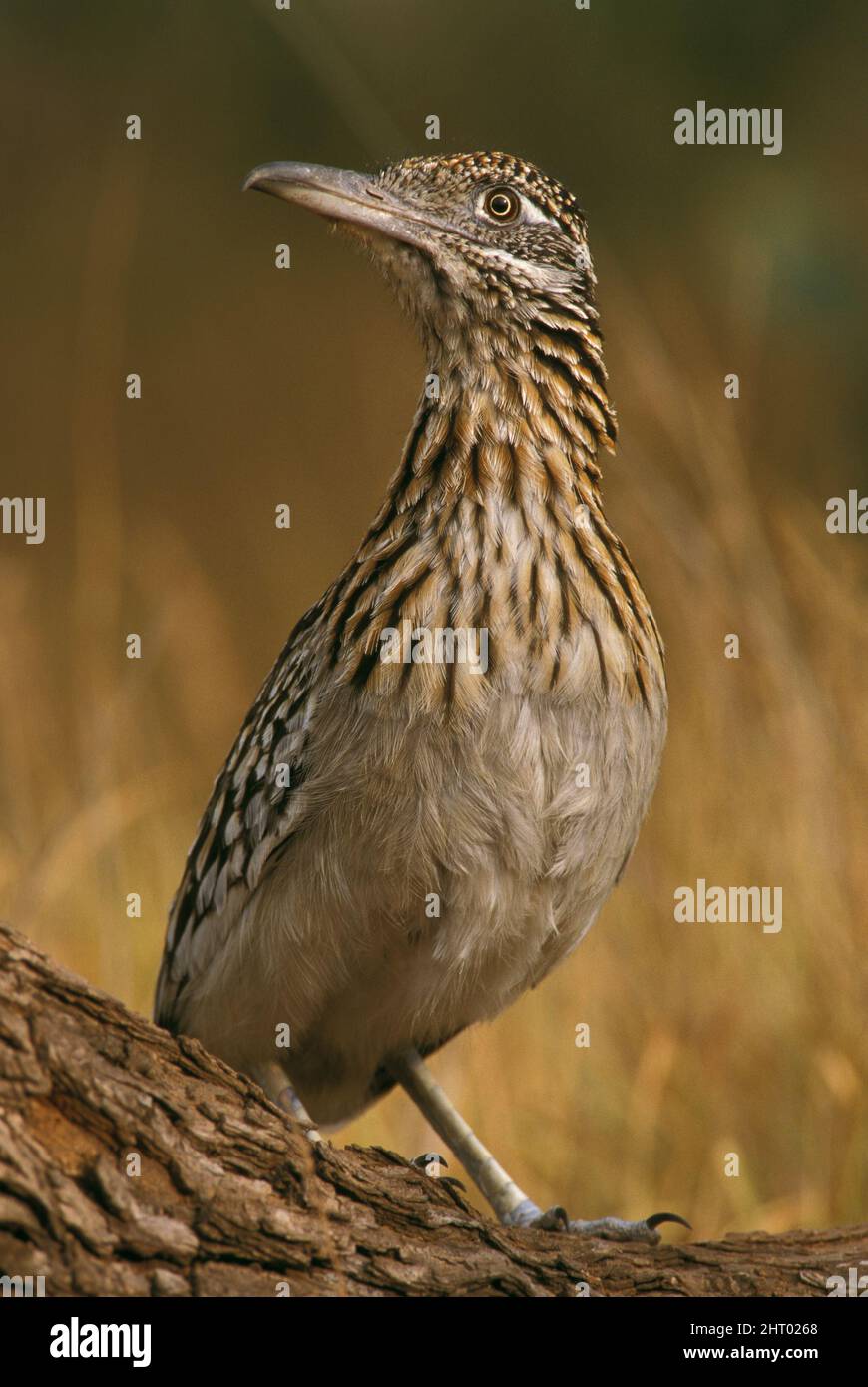 Greater roadrunner (Geococcyx californianus). Prefers to walk or run ...
