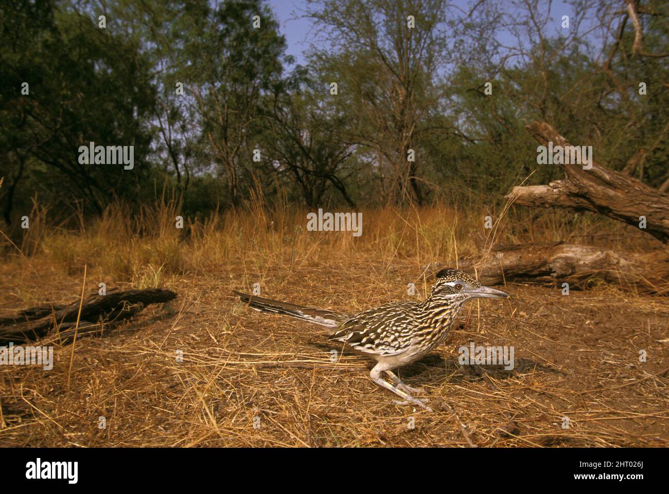Greater roadrunner (Geococcyx californianus). Prefers to walk or run ...