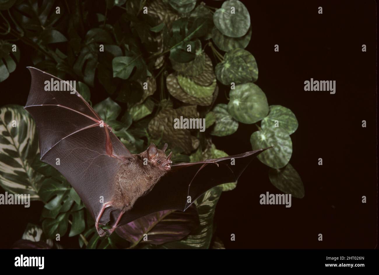 Seba’s short-tailed bat (Carollia perspicillata), flying, front view ...