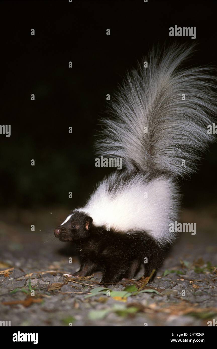 Gland sprayer hi-res stock photography and images - Alamy