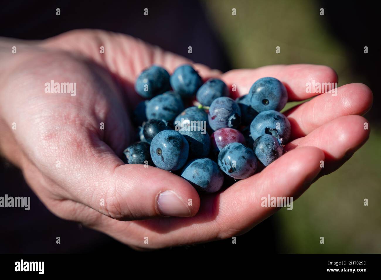 Blueberries in palm hand hi-res stock photography and images - Alamy