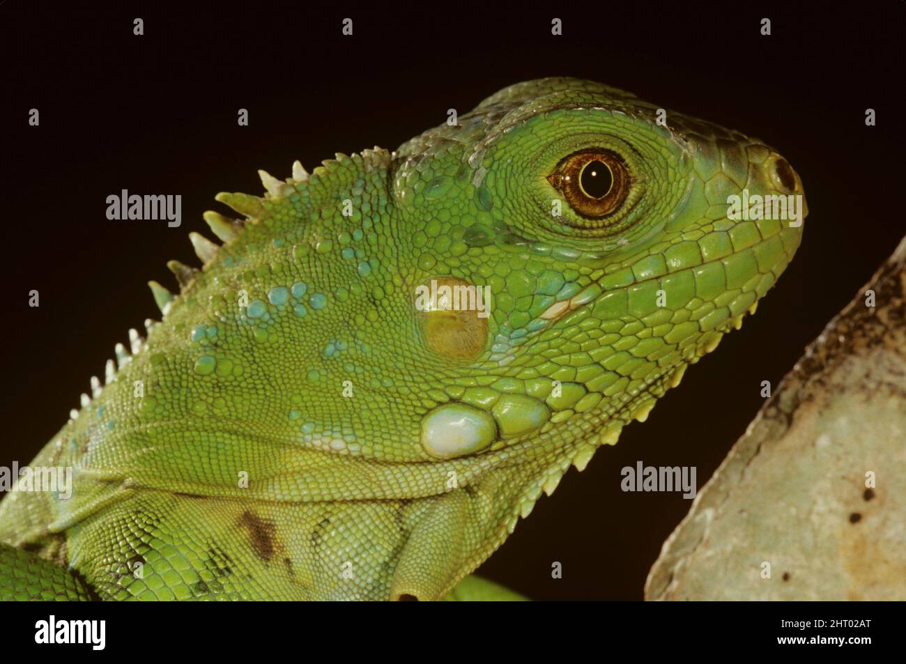 Green iguana (Iguana iguana), portrait. Origin Central and South ...