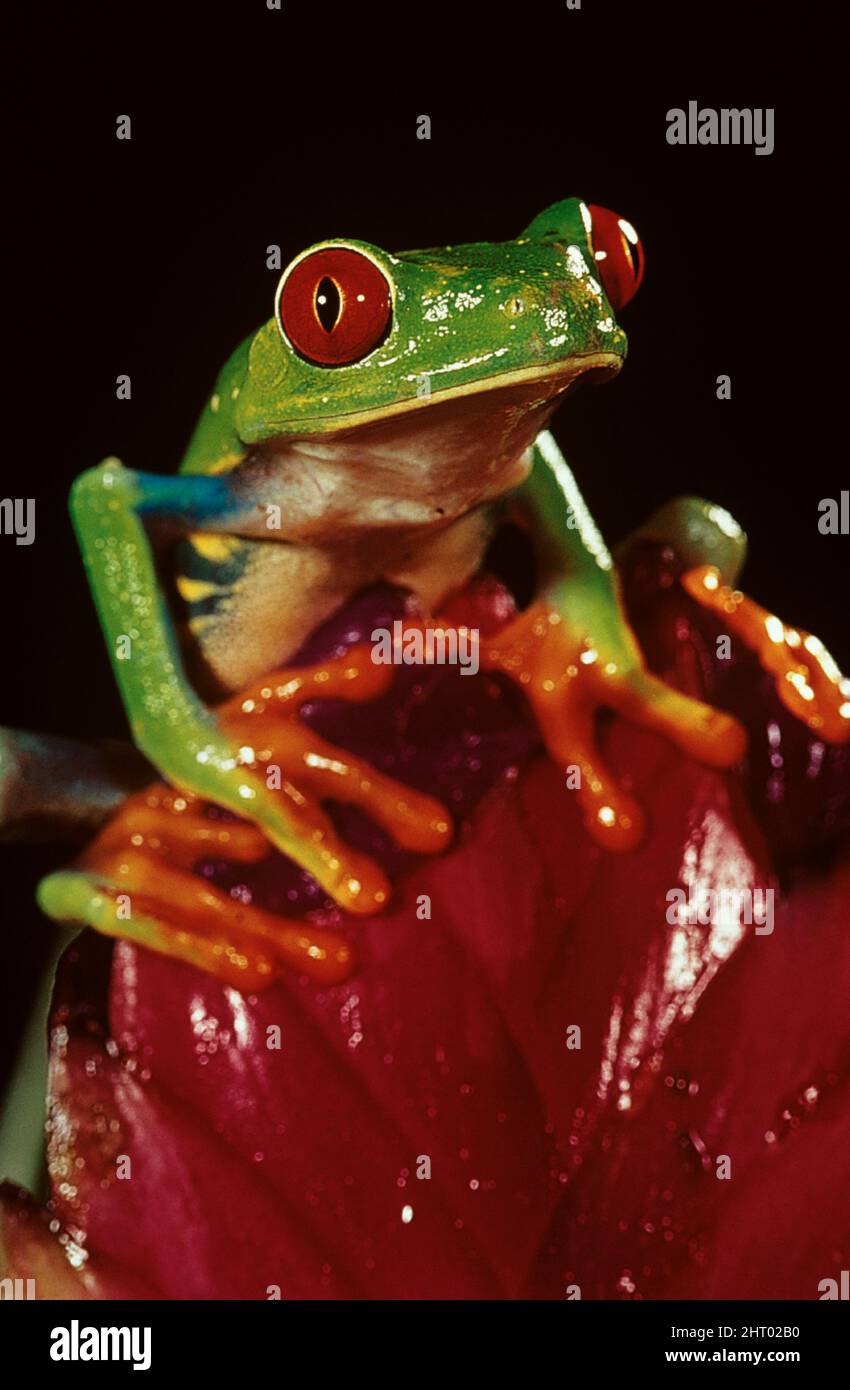 Red-eyed leaf frog (Agalychnis callidryas), Range: Central America ...