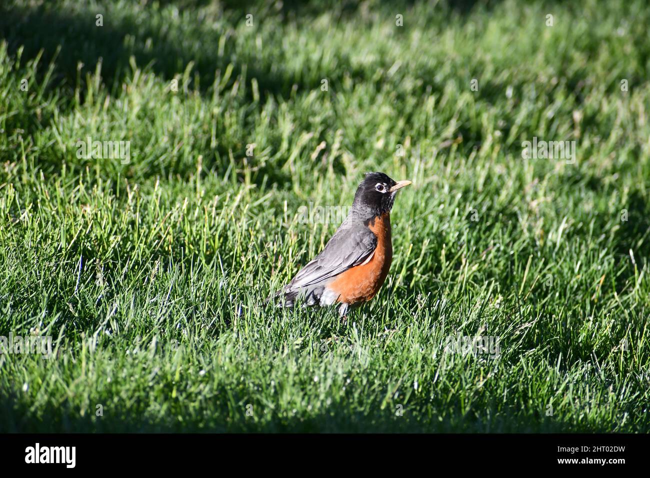 American robin walking on green grass Stock Photo - Alamy