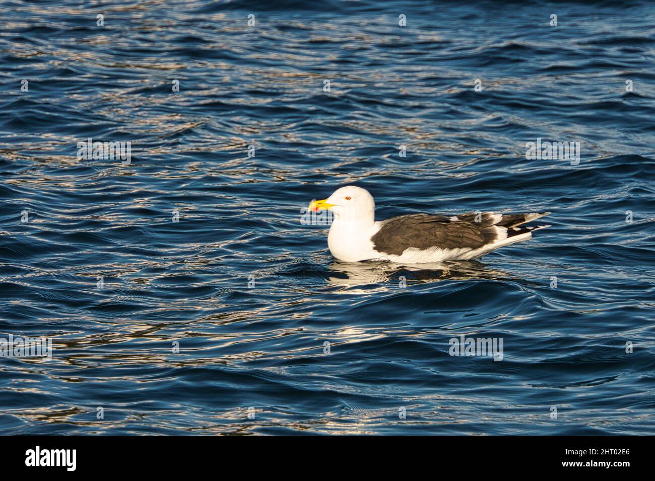 Seagull floating in the water under sunlight Stock Photo - Alamy