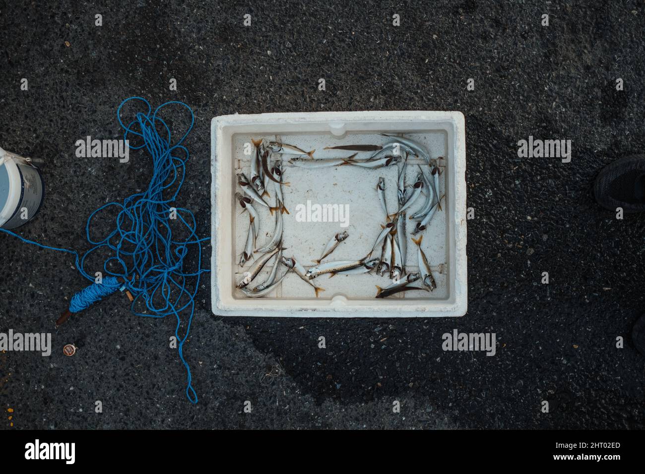 Top view of a container with caught fish Stock Photo - Alamy