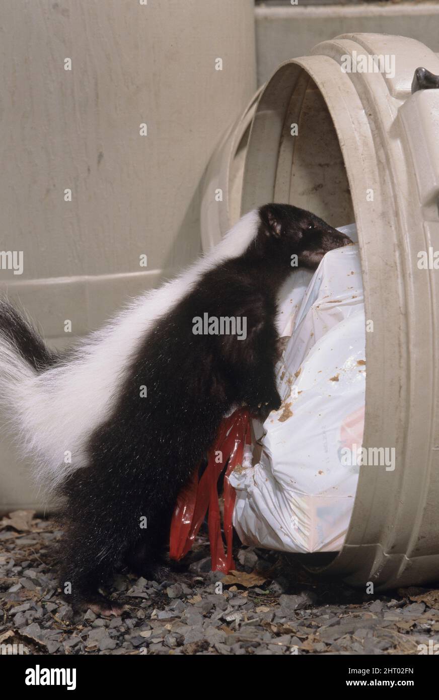 Striped skunk (Mephitis mephitis), raiding garbage. Pennsylvania, USA ...