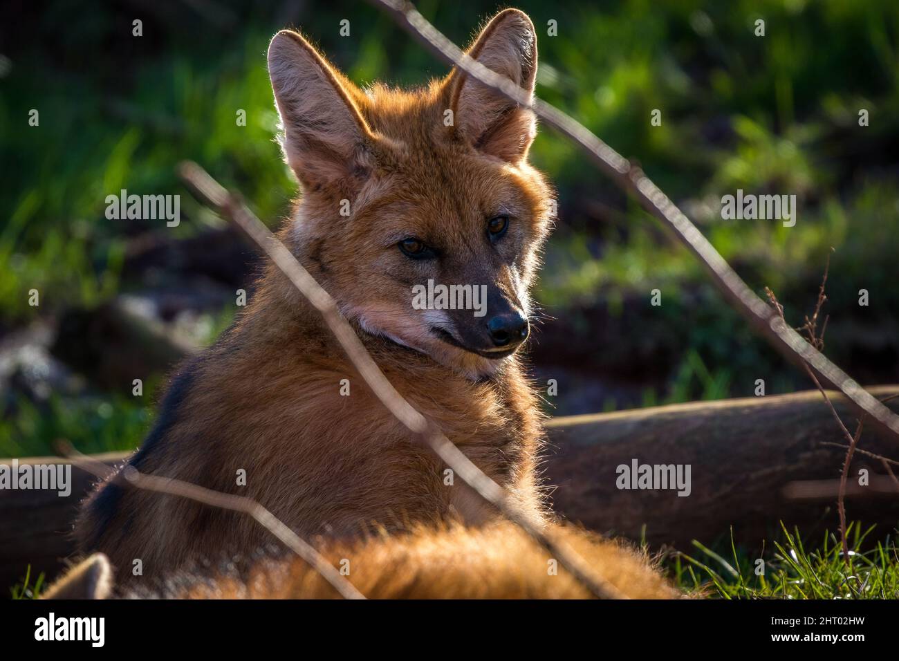 Fox big ears hi-res stock photography and images - Alamy
