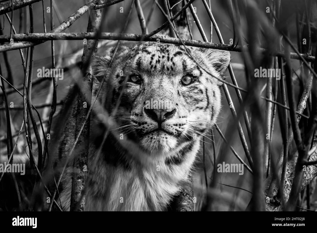 Grayscale of a female lion Stock Photo - Alamy